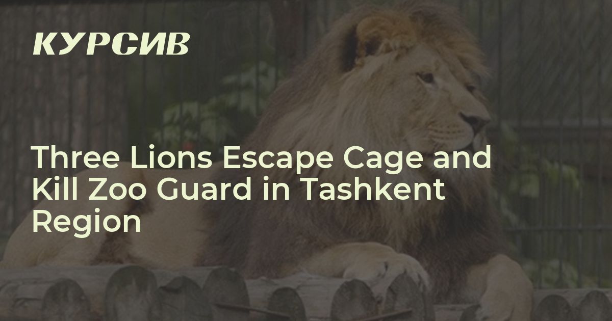 Three Lions Escape Cage and Kill Zoo Guard in Tashkent Region