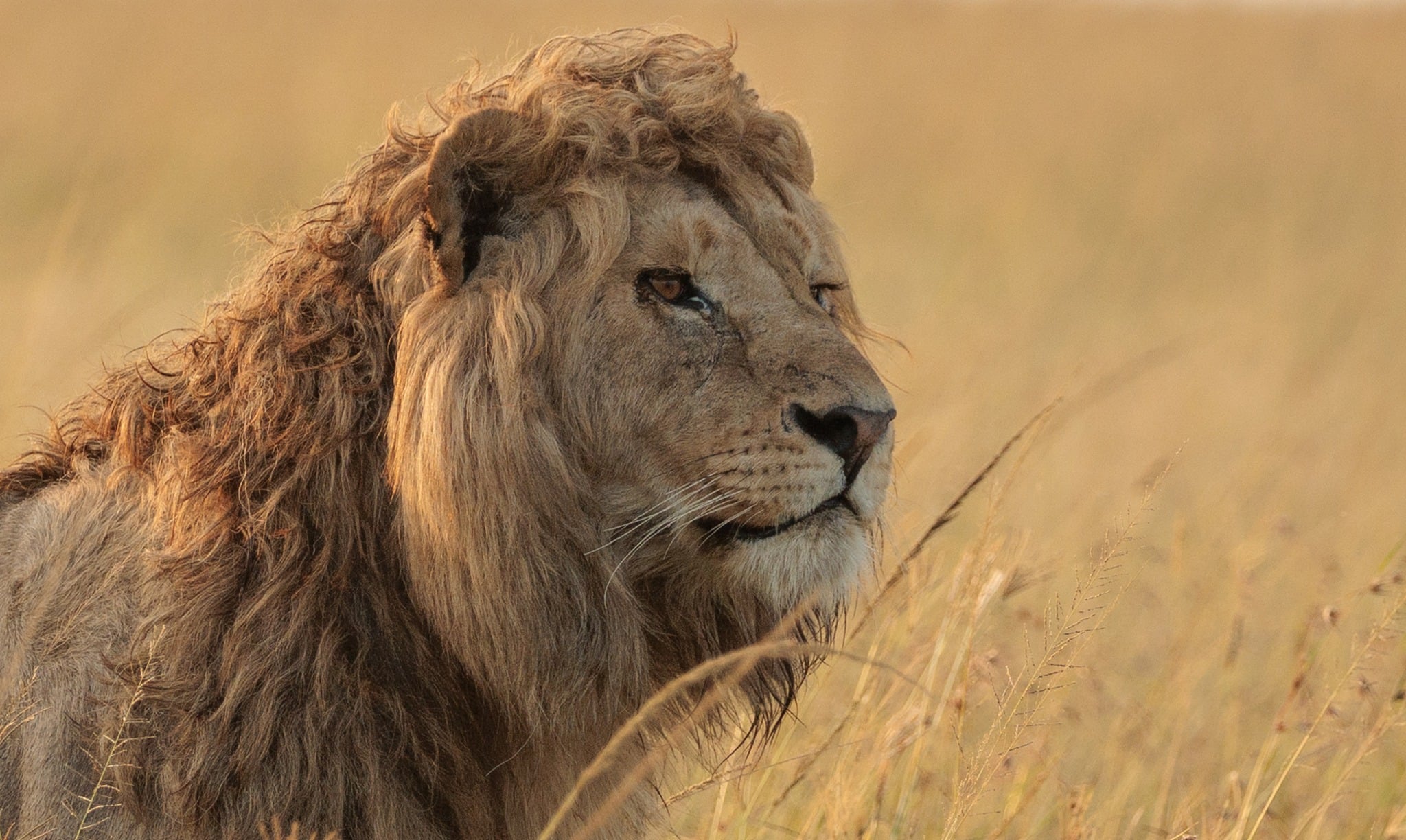 Kenya’s ‘Nzuri’ the Lion Goes Viral for His Stunning Curly Mane ...
