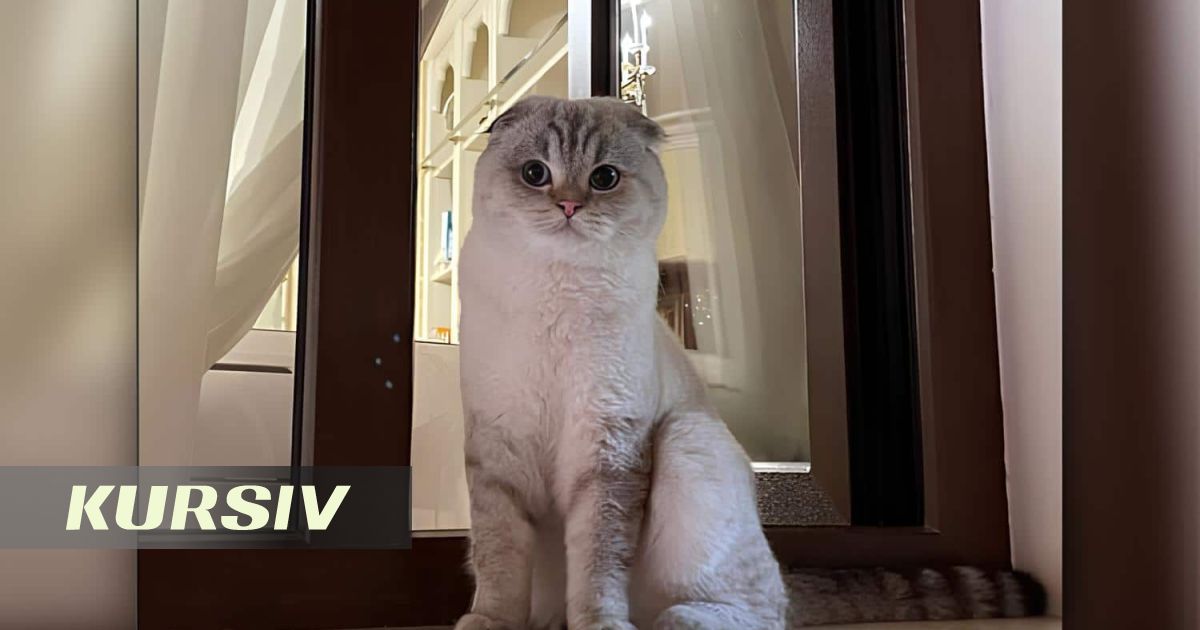 Missing Cat of Uzbek President’s Daughter Safely Returned Home