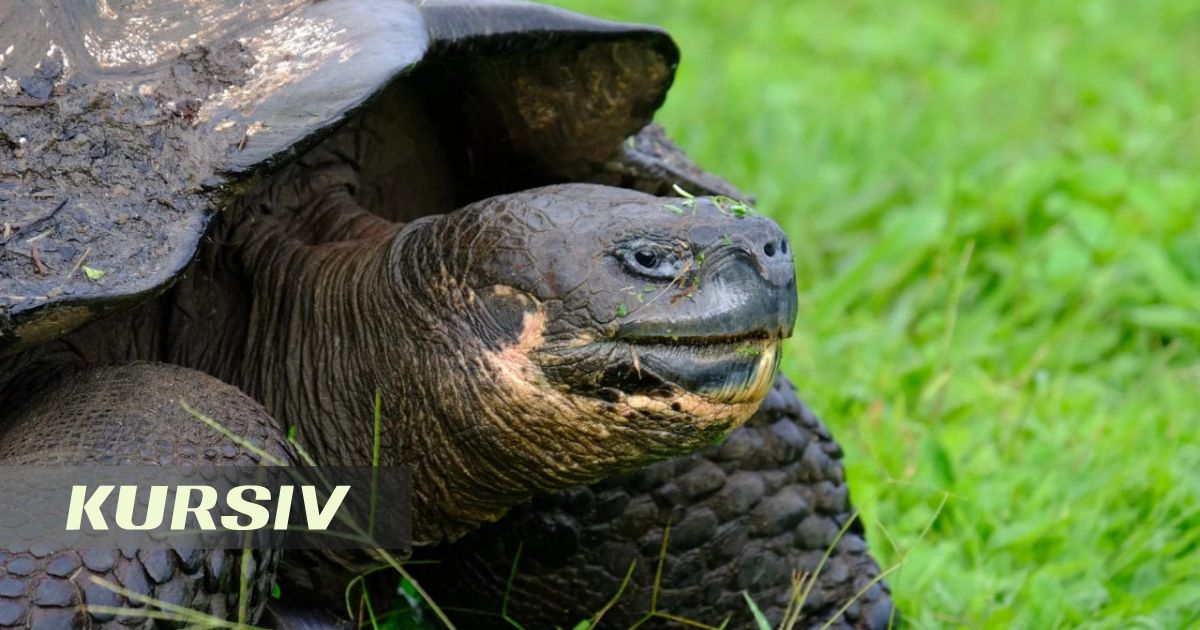 AQShda Galapagos toshbaqasi nechi yoshida vafot etdi